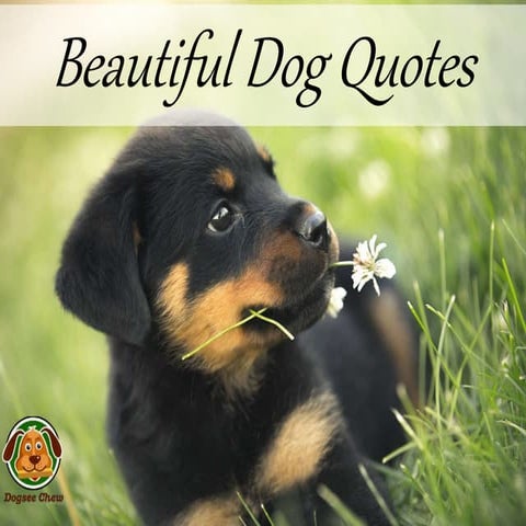 Beautiful Dog Quotes | PPTX