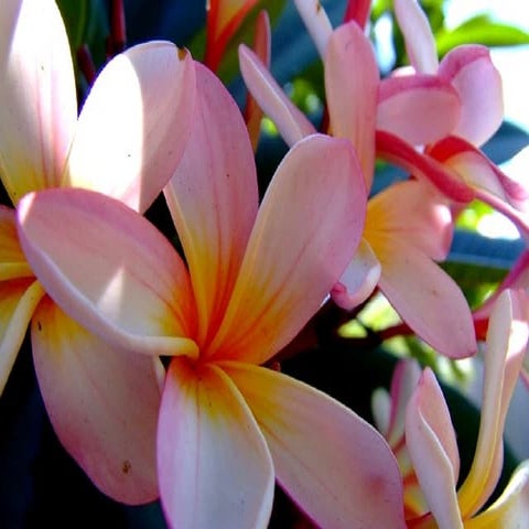 Beautiful Frangipani Flowers | PPS