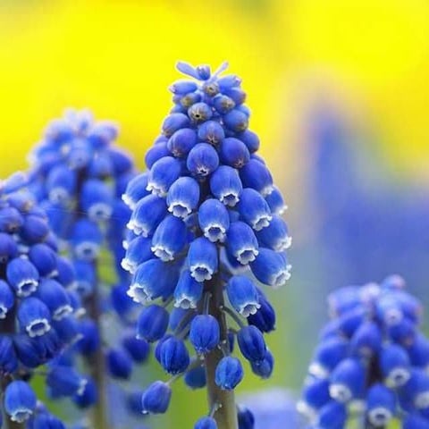 Beautiful Hyacinth | PPSX