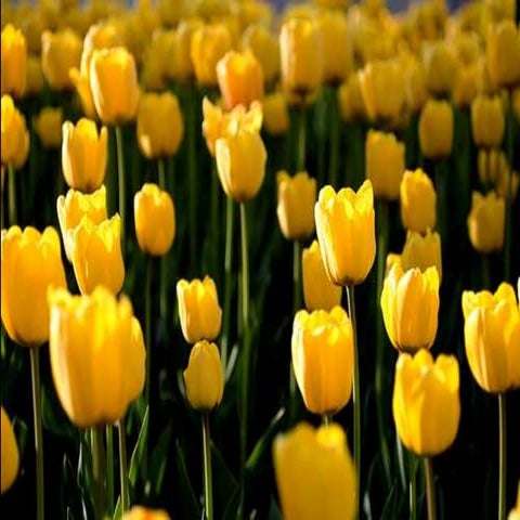 Beautiful Tulips | PPSX