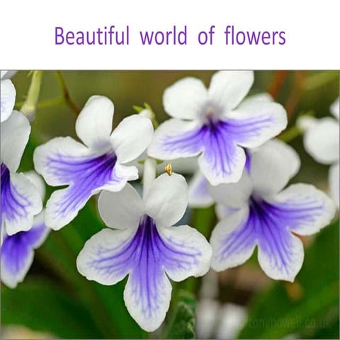 Beautiful World Of Flowers | PPSX