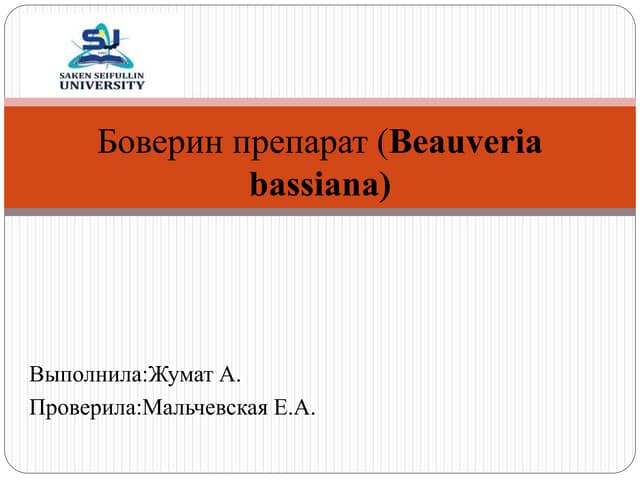 Боверин препарат Beauveria Bassiana Жумат Аида 21 08pptx