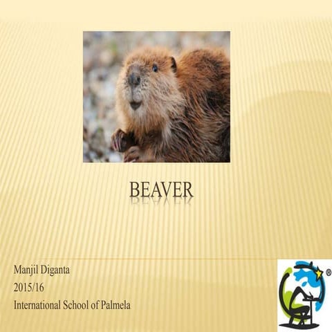 Beaver & it's characteristics | PPTX