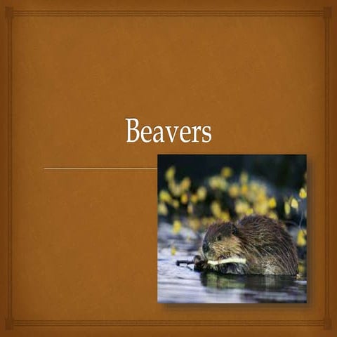 Beavers | PPT
