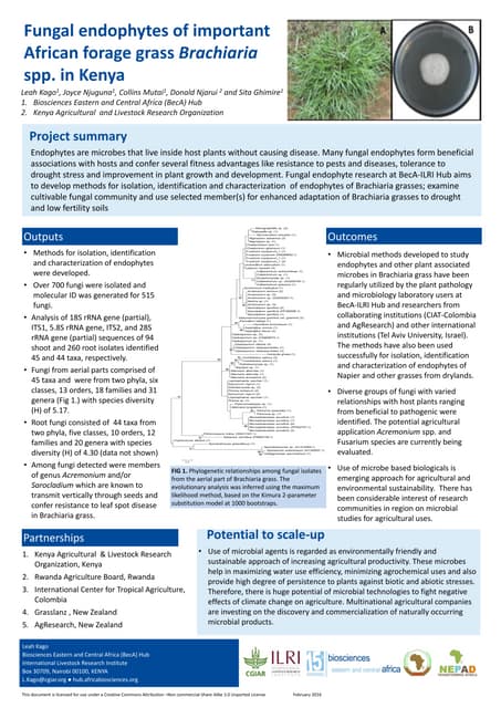 Bacterial endophytes associated with the tropical forage grass ...
