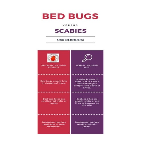 Scabies Bed Bugs