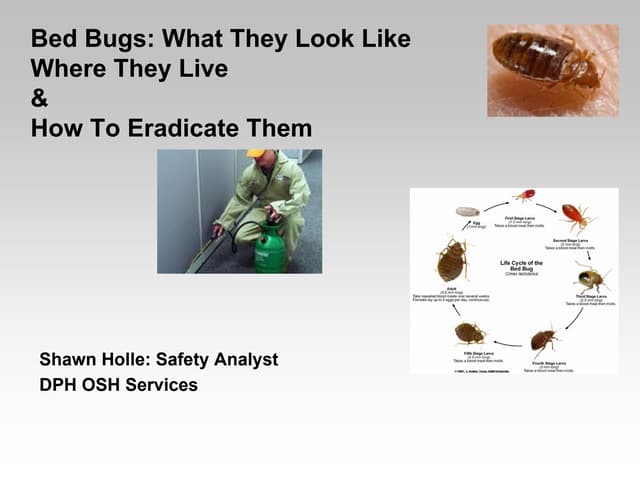 Bed bugs awareness | PPTX
