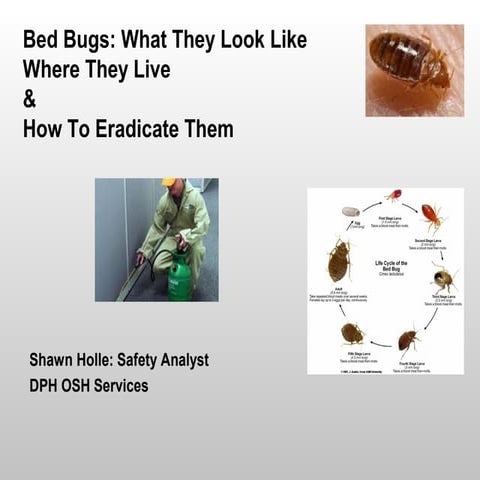 Bed bugecology | PPT