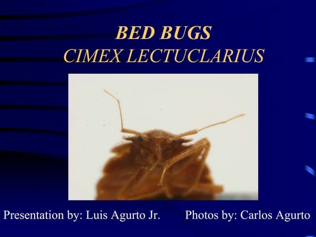 Bed bugs Presentation | PPTX