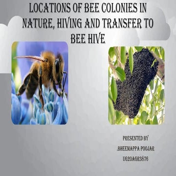 location of bee colonies in nature and transfer to the bee hice | PPTX