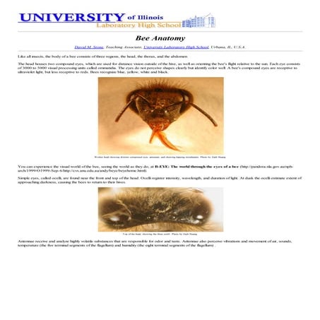 Morphology and anatomy of honeybee | PPTX