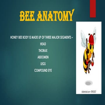 Morphology and anatomy of honeybee | PPTX