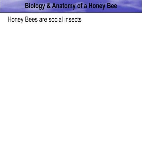 Biology and anatomy of Honey bees for Animal Science | PPT