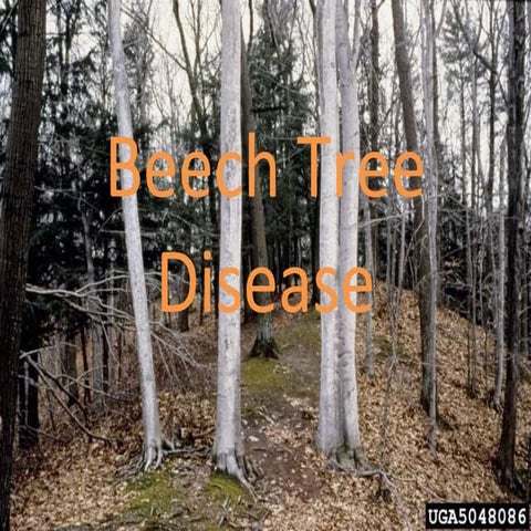 Beech Tree Disease | PPT