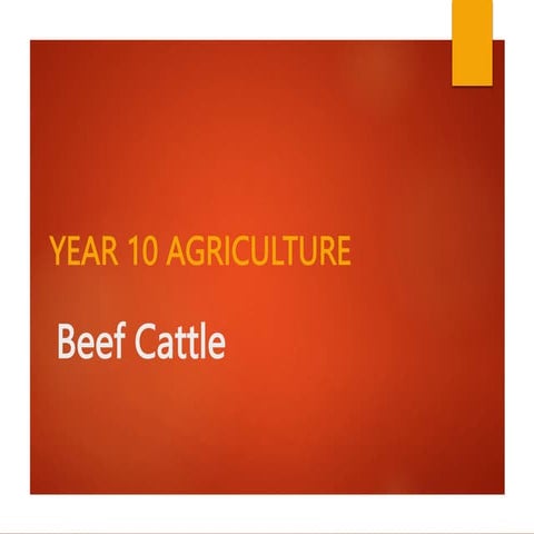 Beef-Cattle.pptx