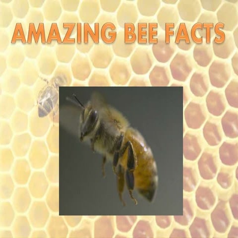 Bee facts | PPTX