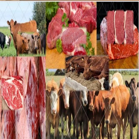 Beef cattle.pdf