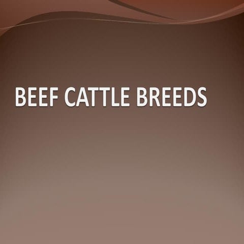 Beef Cattle Breeds | PPT