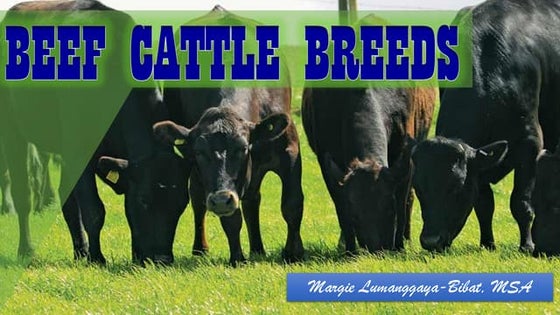 overview-of-the-beef-cattle-industry.pptx | Agriculture | Industries