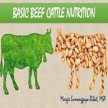 Beef cattle nutrition | PDF