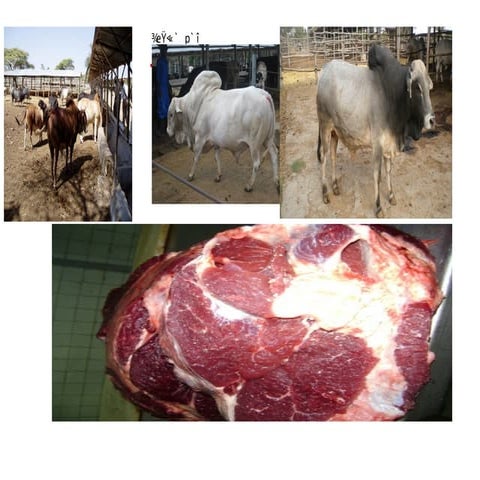 Beef cattle production is one of the important sciences in animal ...