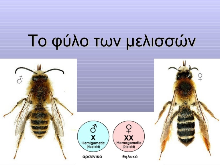 ΤΟ ΦΥΛΟ ΤΗΣ ΜΕΛΙΣΣΑΣ
