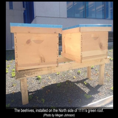 Bee hives | PPTX