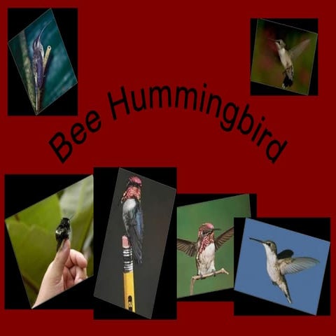 Bee hummingbird | ODP