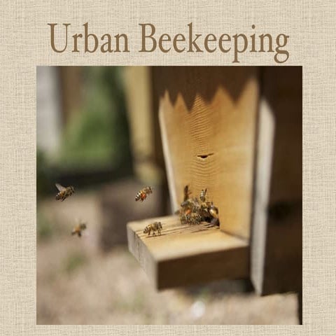 Hayley's Beekeeping | PPT | Beekeeping | Hobbies & Interests