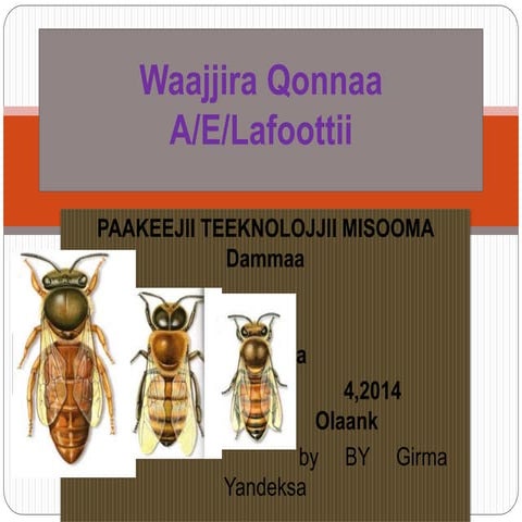 Waliigaltee Gaa'elaa.docx