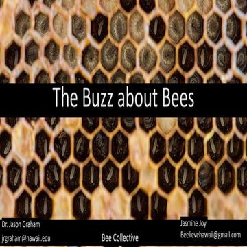 Bee presentation for kids | PPTX