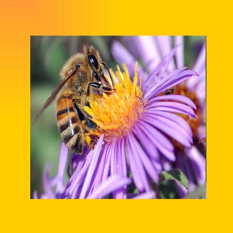 Bees | PPT