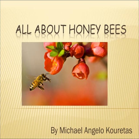 All about Honey Bees | PPT