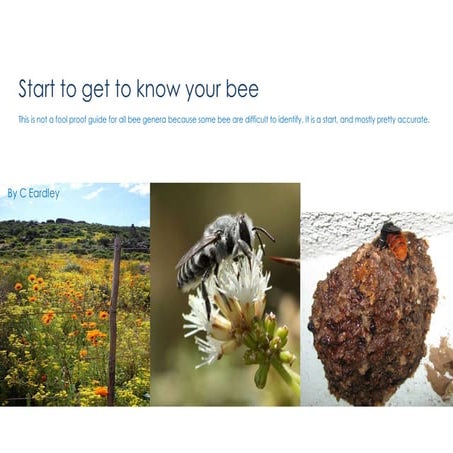 bees.pdf