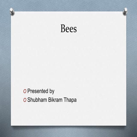 Bees | PPTX