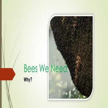 Bees we need | PPT