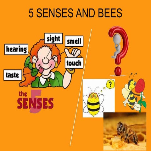 Bees and senses | PPTX