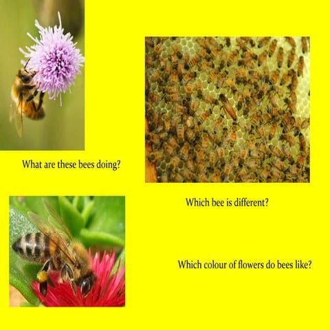 Bumble bee slide show | PPTX