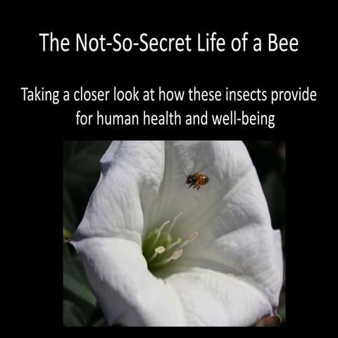Honey Bee Presentation Final | PPT