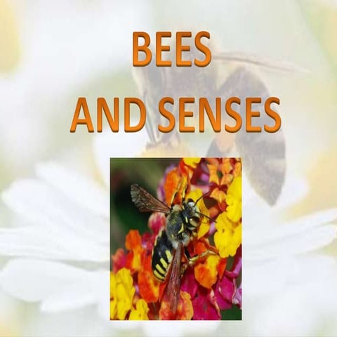 Bees senses | PPTX