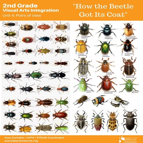 Beetle references | PDF