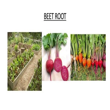 Beet root.pptx