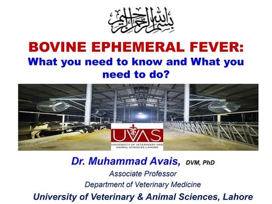 Bovine ephemeral fever | PPT