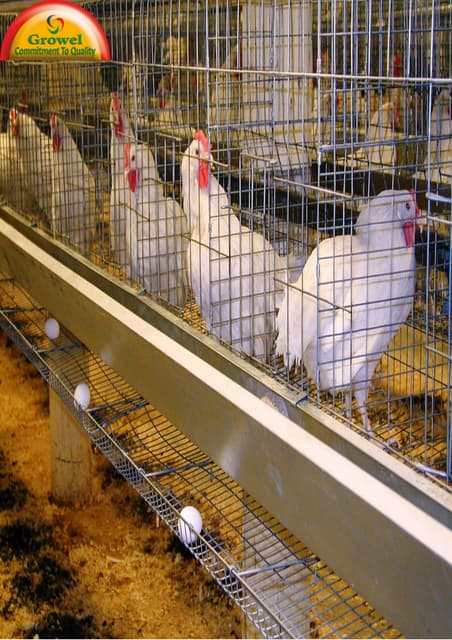 Basics of Layer Poultry Farming | PDF