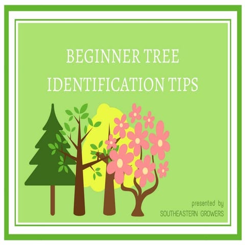 Beginner Tree Identification Tips | PDF