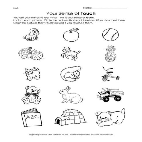 Sensory Organs | PPTX