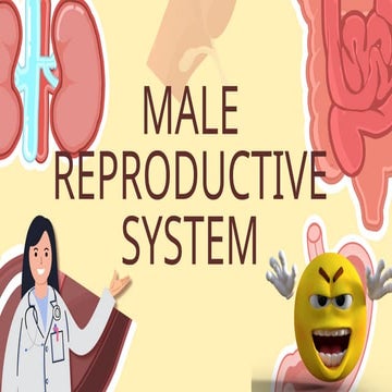 Grade 10 Bio Male reproductive system | PPTX