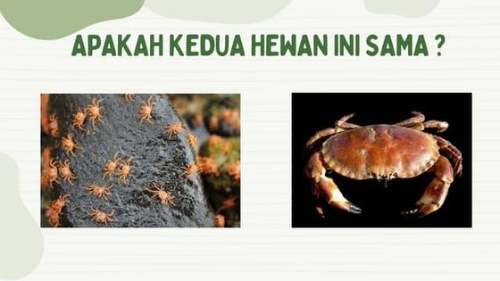 Siklus Pada Makhluk Hidup Untuk Kelas 3 Kurikulum Merdeka.pptx