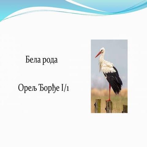 Бела рода - Ђ. Орељ | PPTX