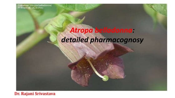 CINNAMON BARK microscopy.docx | Chemistry | Science